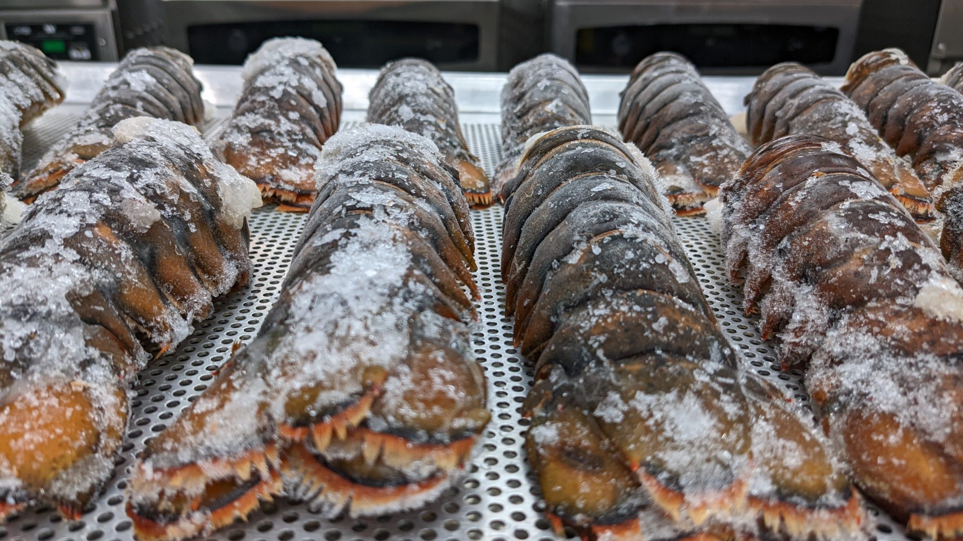 Staging Lobster Tails for Catering | Winston Foodservice